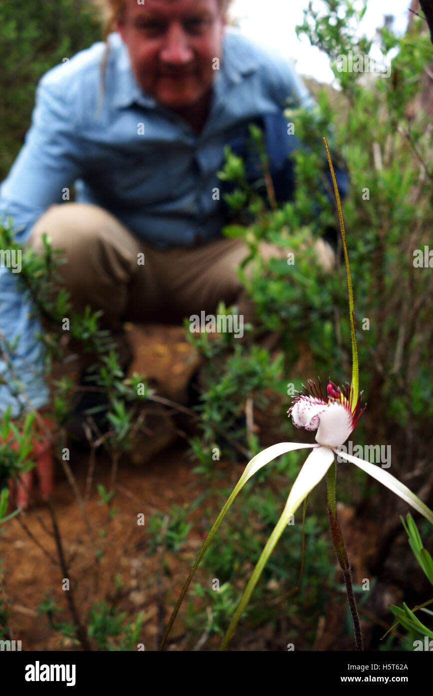 Bushwalker looking at Common white spider orchid (Caladenia longicauda ...