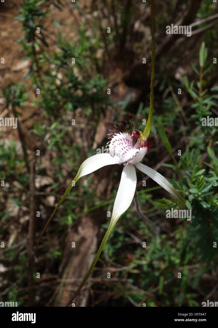 Common white spider orchid (Caladenia longicauda), spring wildflower in ...