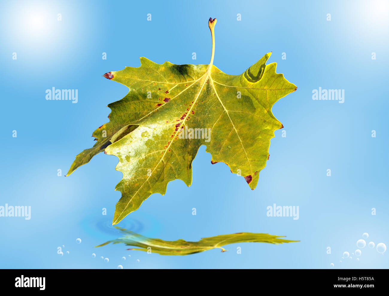 leaves falling from a tree inside water Stock Photo - Alamy