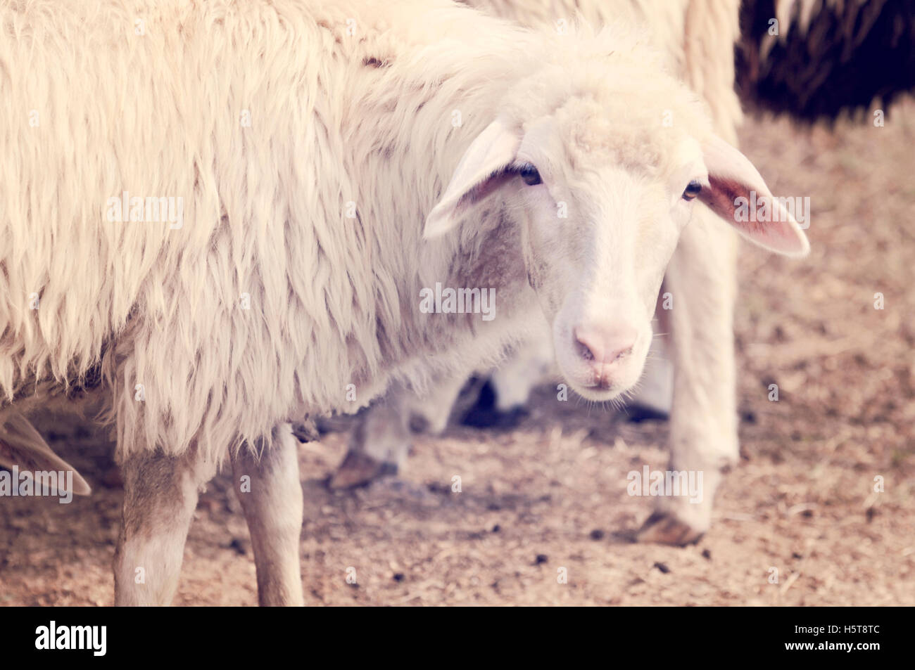 White sheep from flock and peeps looking towards camera.Sardinia,Italy ...
