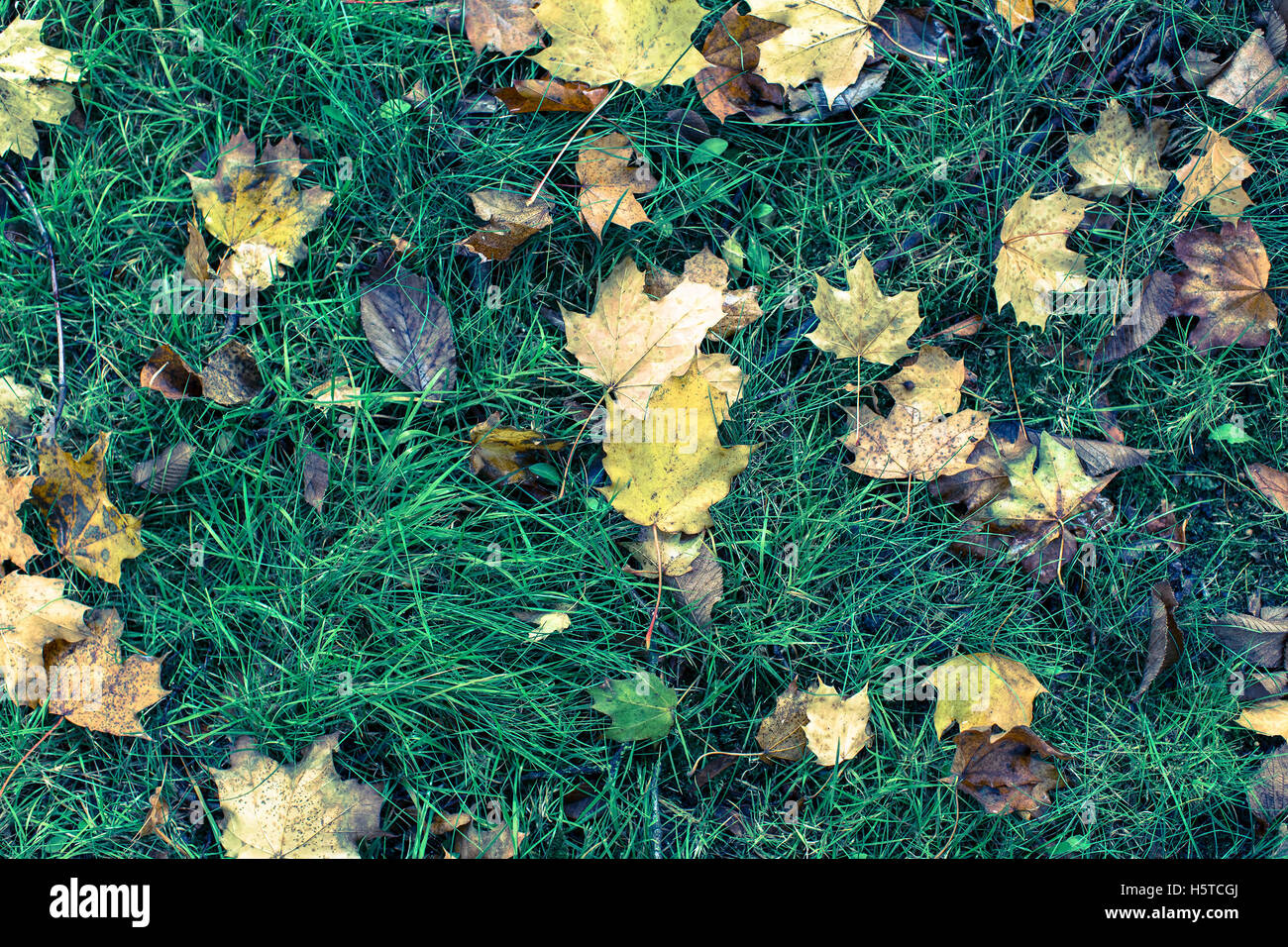 Fallen leaves on green grass, autumn ground texture Stock Photo - Alamy