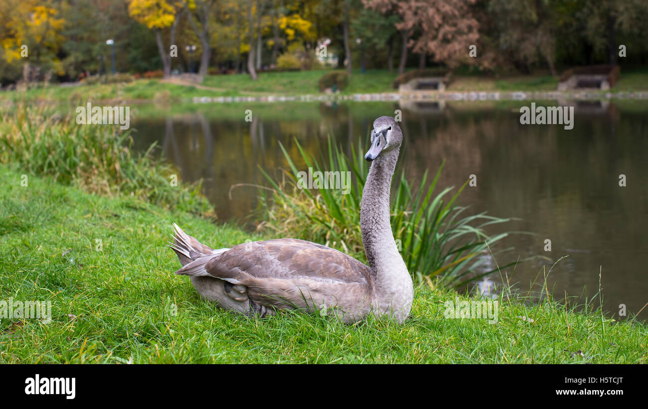 White swan on meadow near hi-res stock photography and images - Alamy