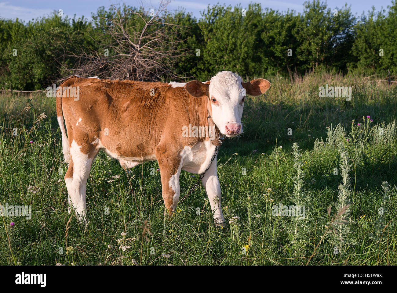 Calf in farm field hi-res stock photography and images - Alamy