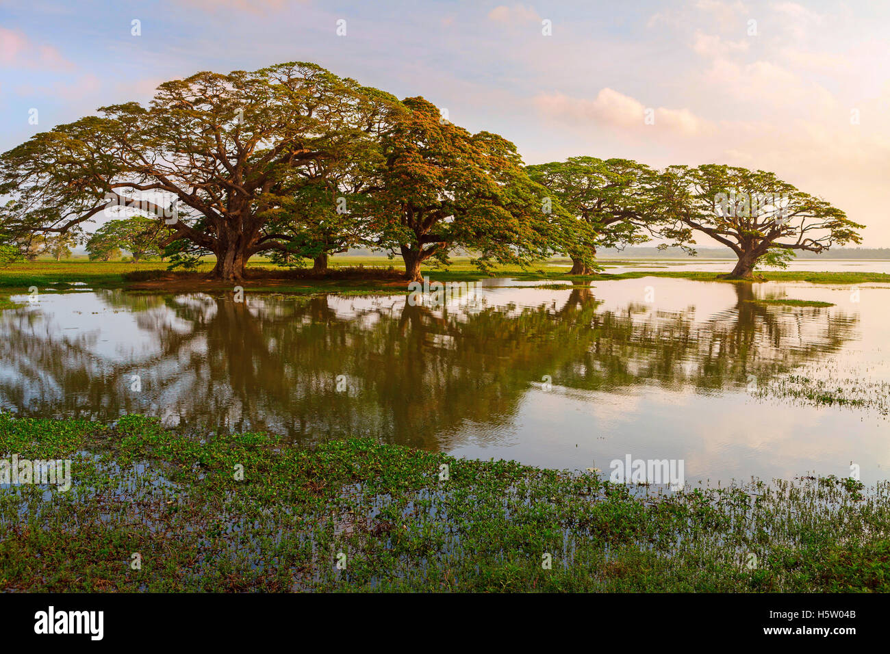 Extraordinary Tangled Trees In Sri Lanka Stock Photo Image Of Lanka