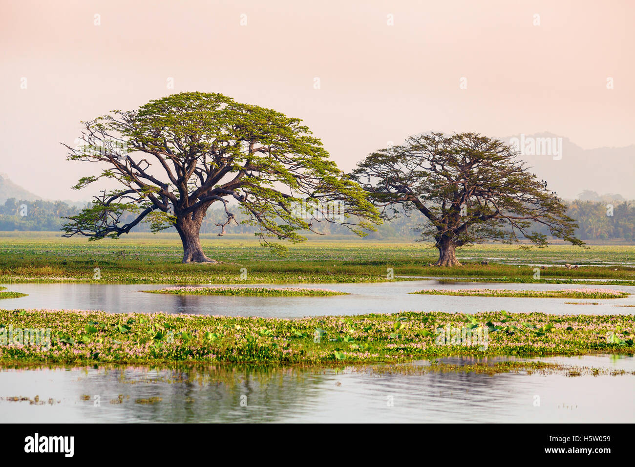 Trees by the lake and swamp, Tissamaharama, Sri Lanka Stock Photo - Alamy