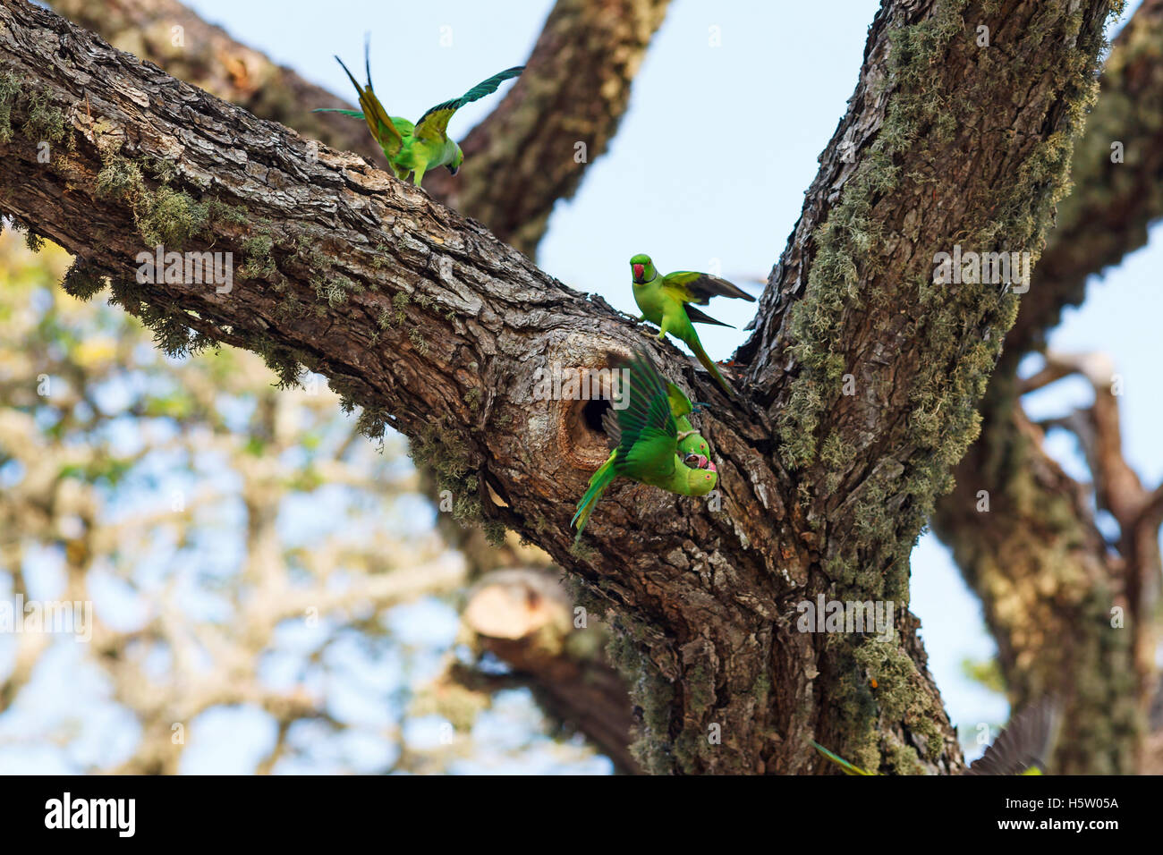 Parrots fighting over nest on the tree, Sri Lanka Stock Photo - Alamy
