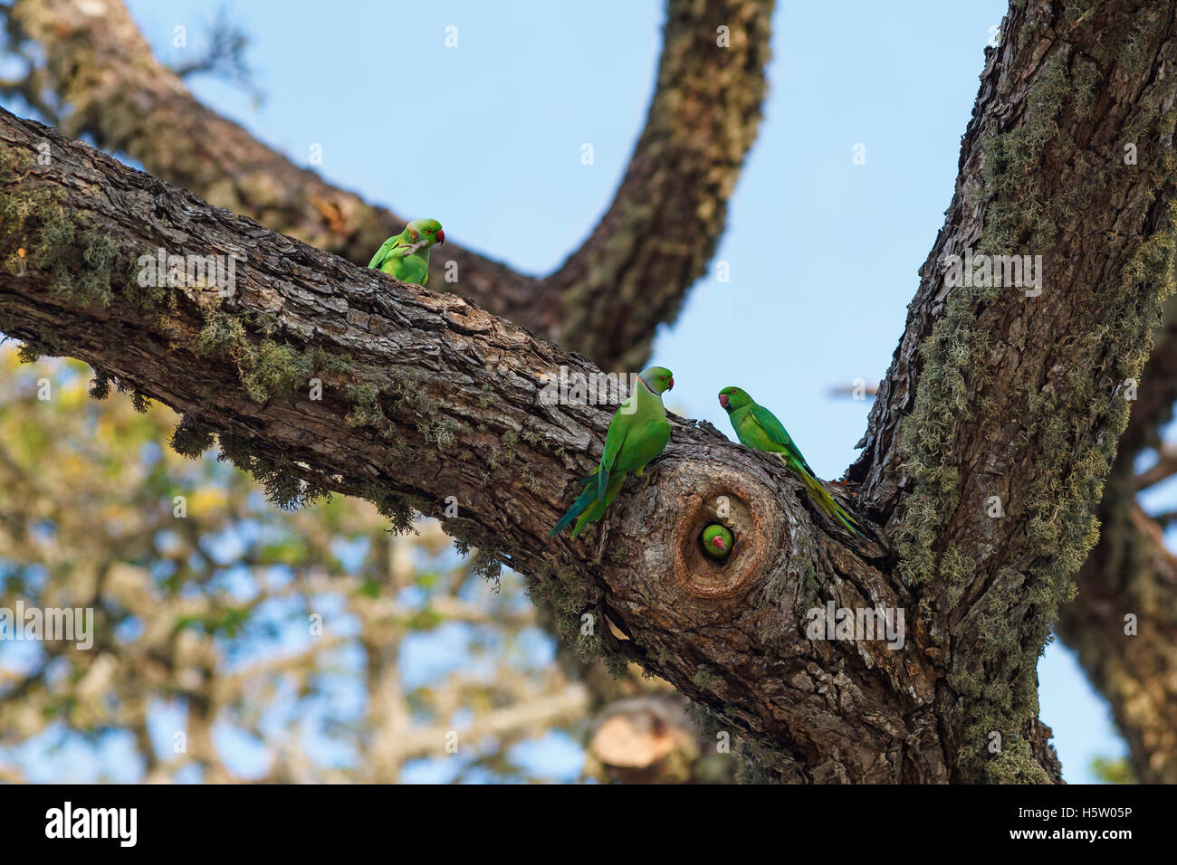 Parrots fighting over nest on the tree, Sri Lanka Stock Photo - Alamy