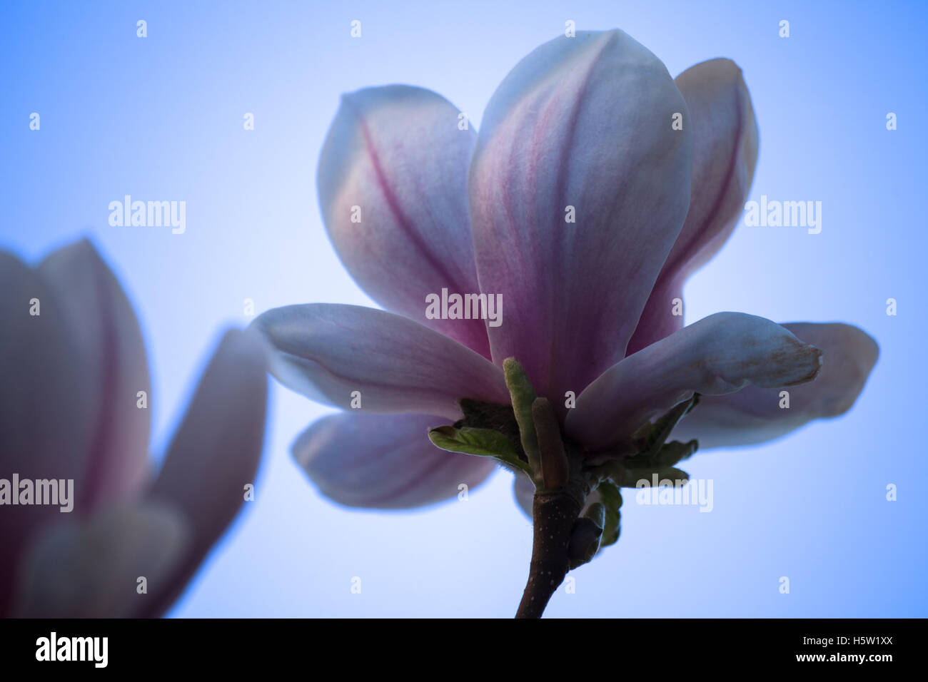 A closeup on a magnolia flower beautifully colored in pink and blue ...
