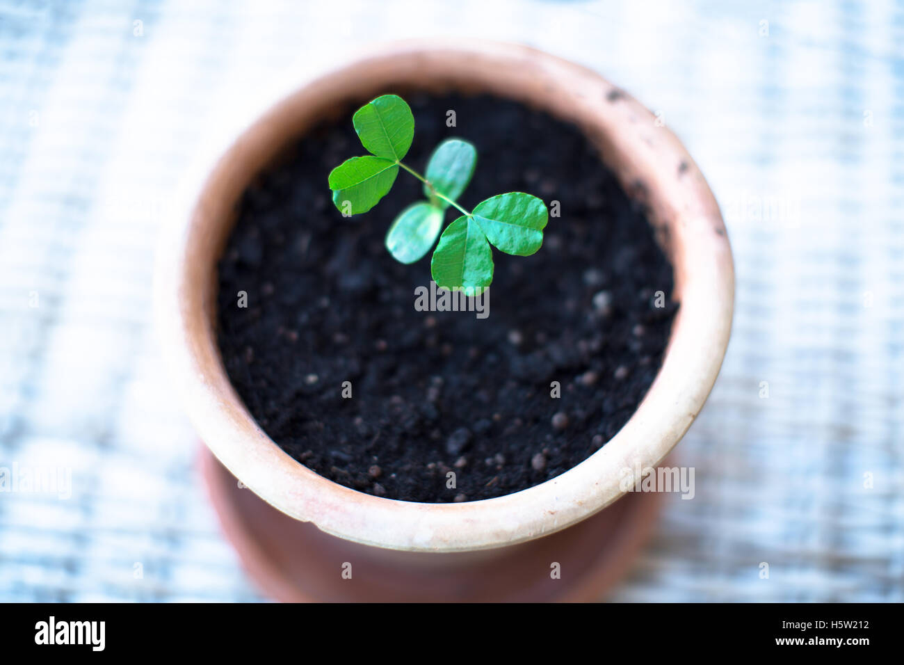 White small plant pot hi-res stock photography and images - Alamy