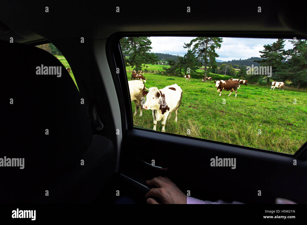 Cow driving car hi-res stock photography and images - Alamy