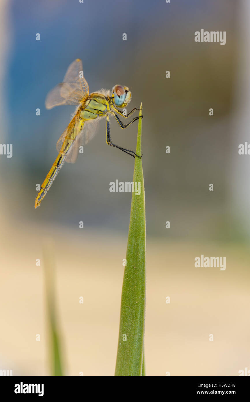 Red percher dragonfly hi-res stock photography and images - Alamy