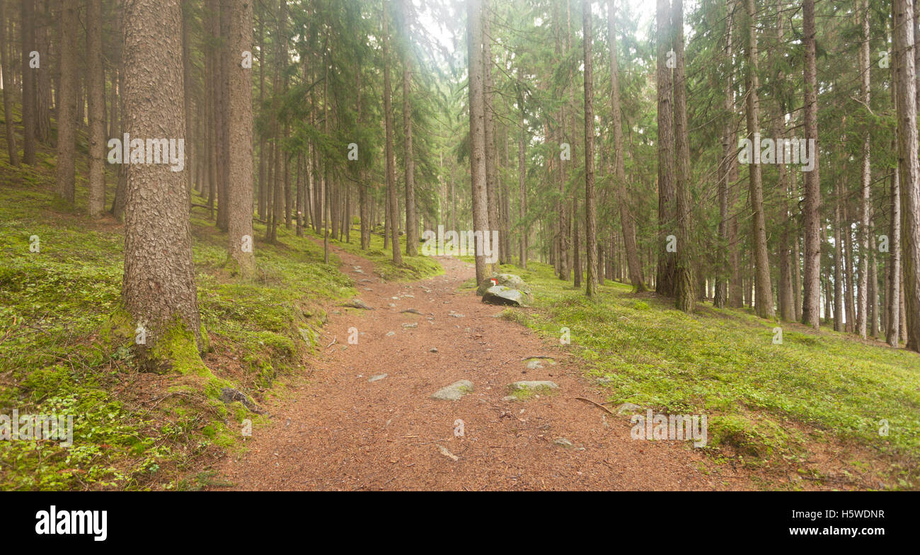 A single alpine path splits in two different directions. It's an ...