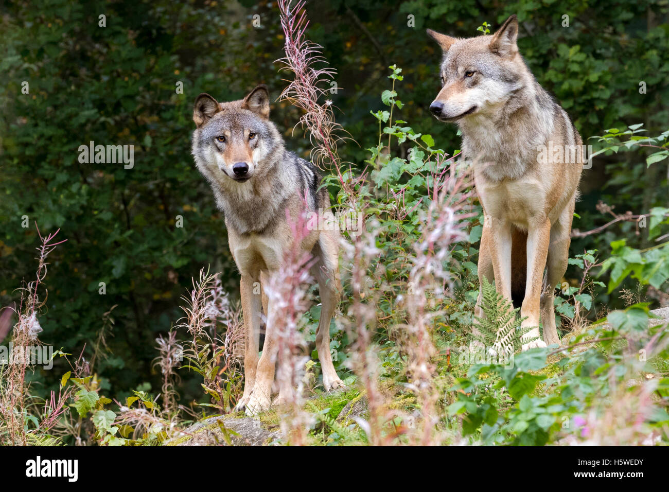 Grey gray hi-res stock photography and images - Alamy