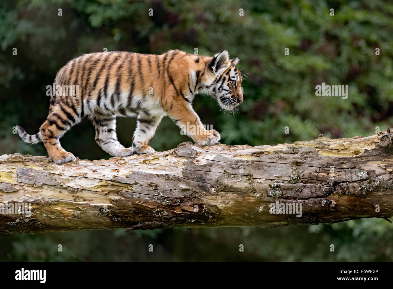 Iranian Tiger