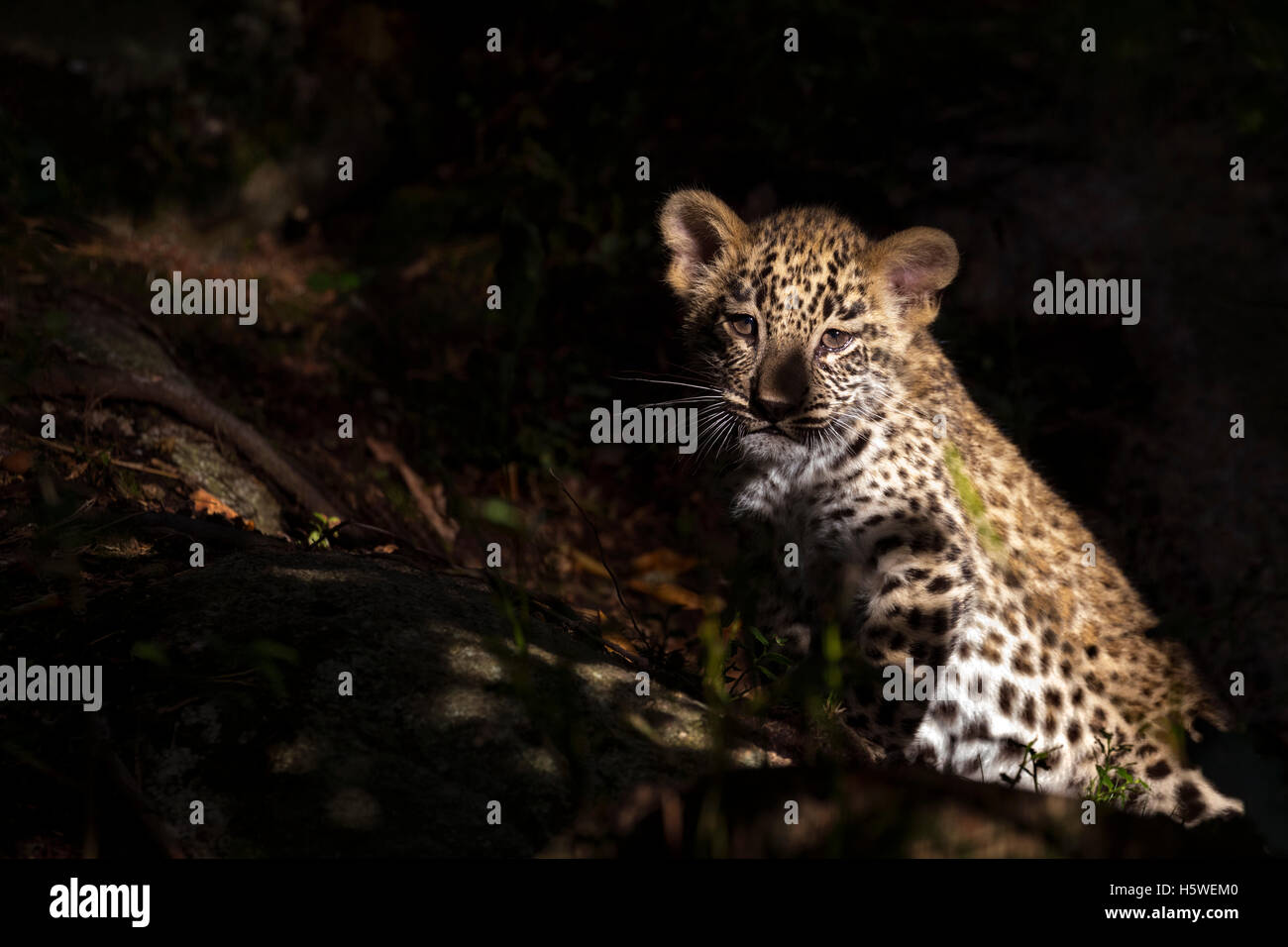 Persian leopard cub Stock Photo - Alamy