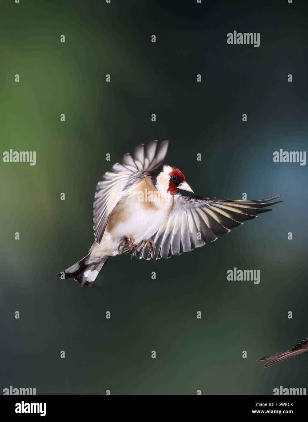 Goldfinch, Carduelis carduelis, flying Stock Photo - Alamy