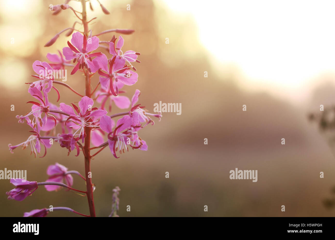 wild flower in fog on sunset Stock Photo - Alamy