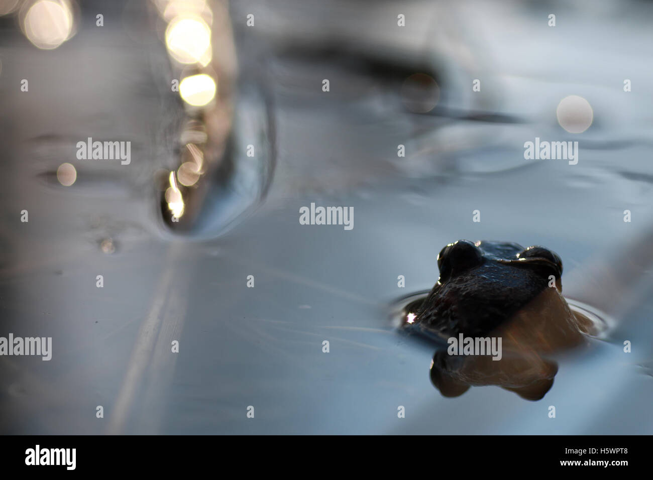 frog head back in water Stock Photo - Alamy