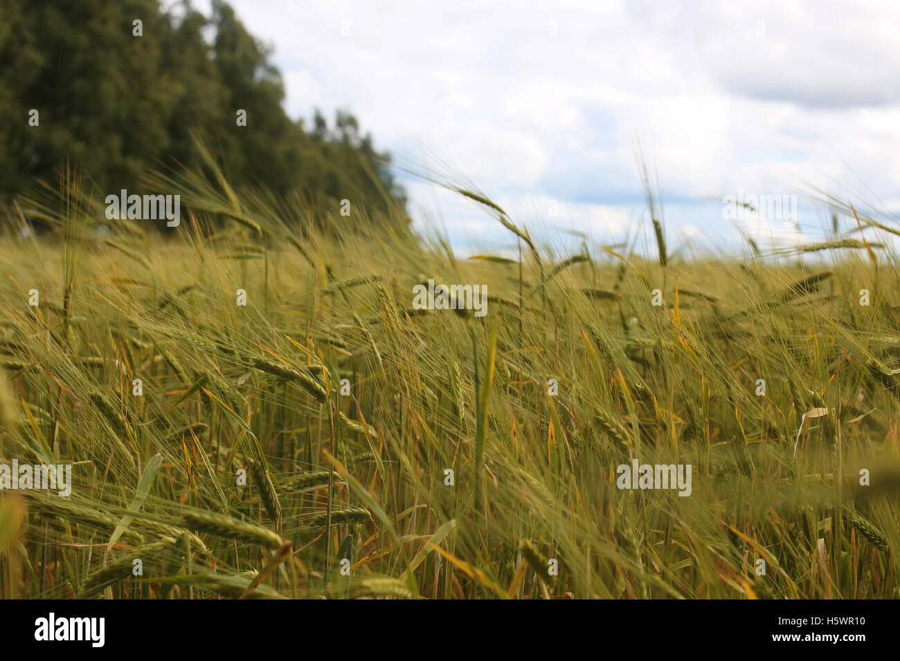 cereal rye field Stock Photo - Alamy