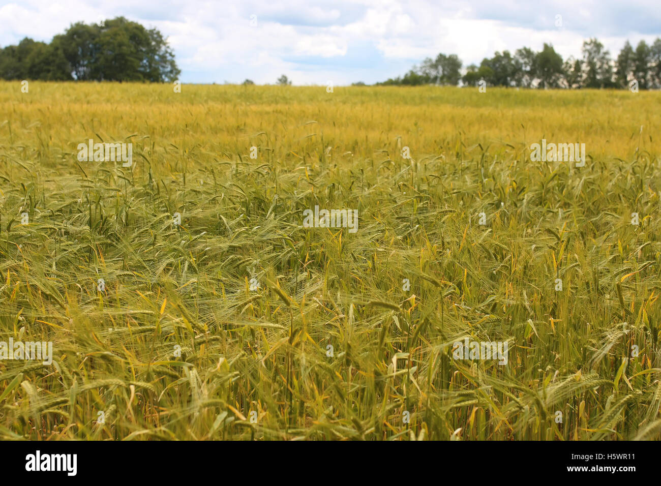 cereal rye field Stock Photo - Alamy
