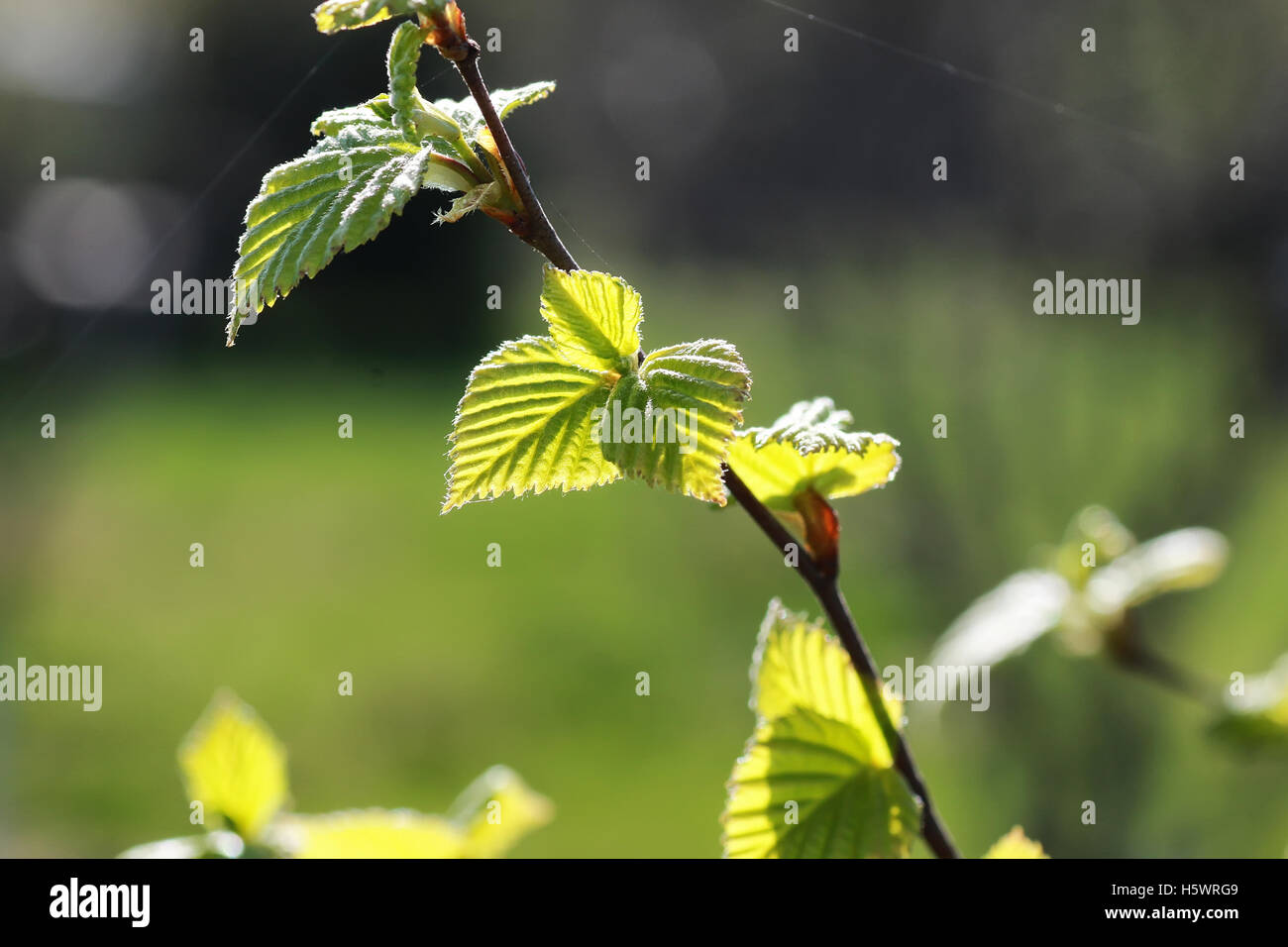 fresh spring leaves on a tree Stock Photo - Alamy