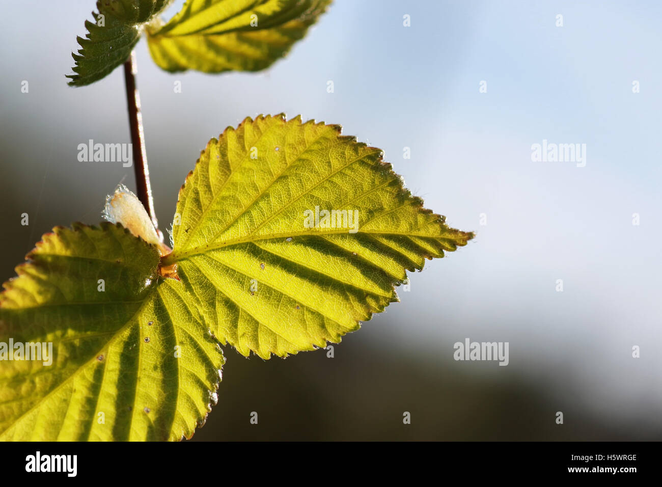 fresh spring leaves on a tree Stock Photo - Alamy