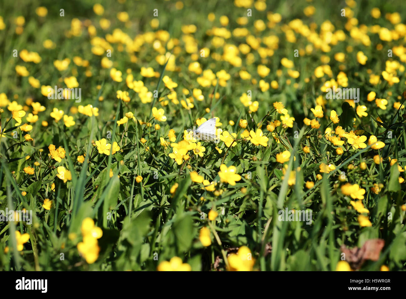 wild spring flower in a field Stock Photo - Alamy