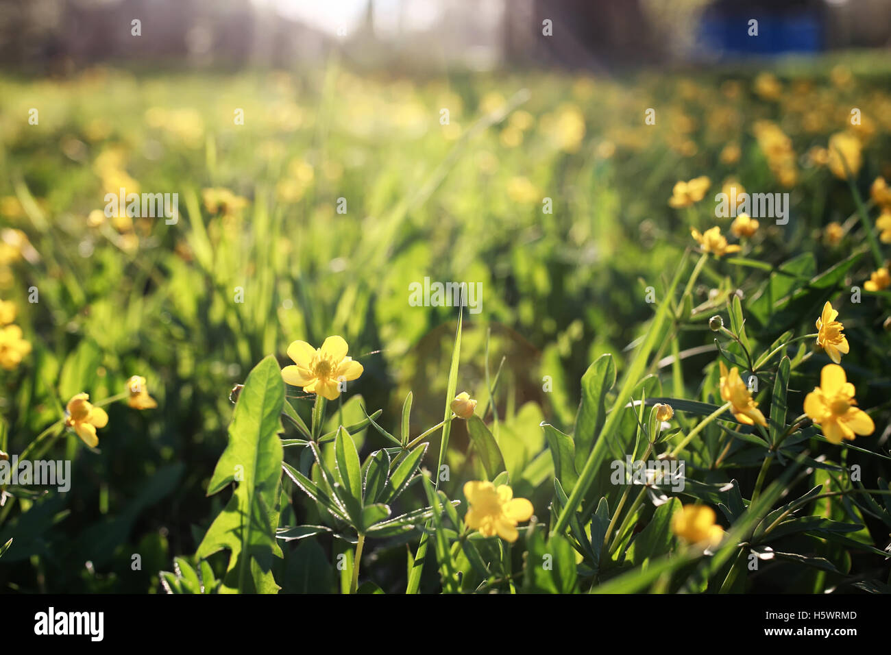wild spring flower in a field Stock Photo - Alamy
