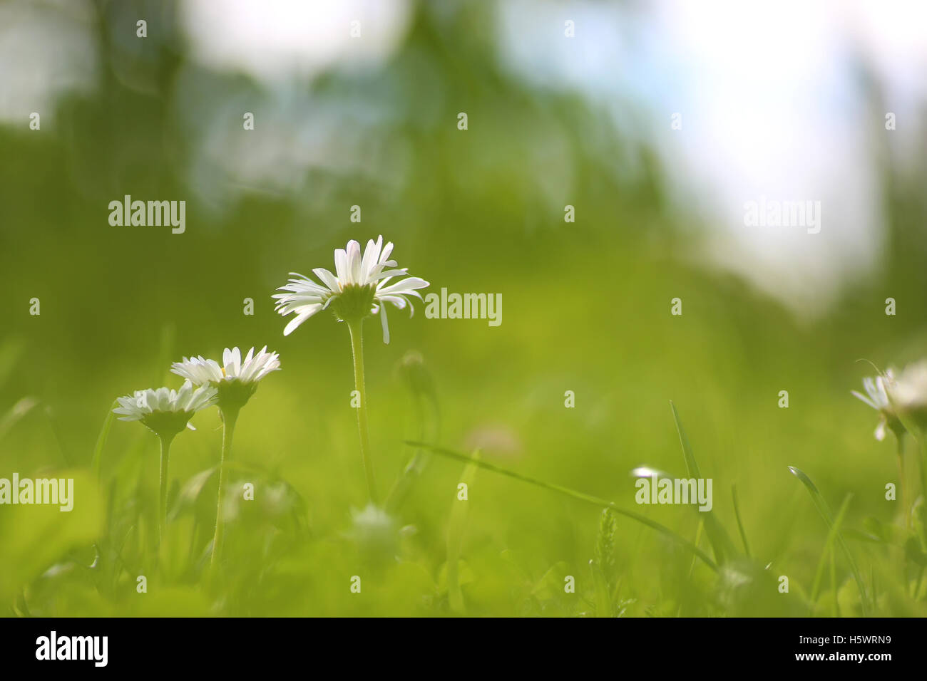 flower light from the sun in the field Stock Photo - Alamy