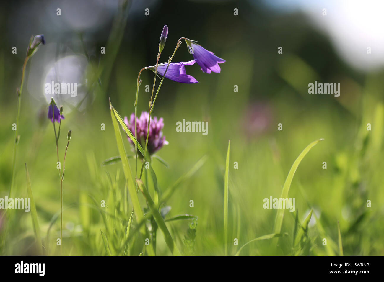 flower light from the sun in the field Stock Photo - Alamy