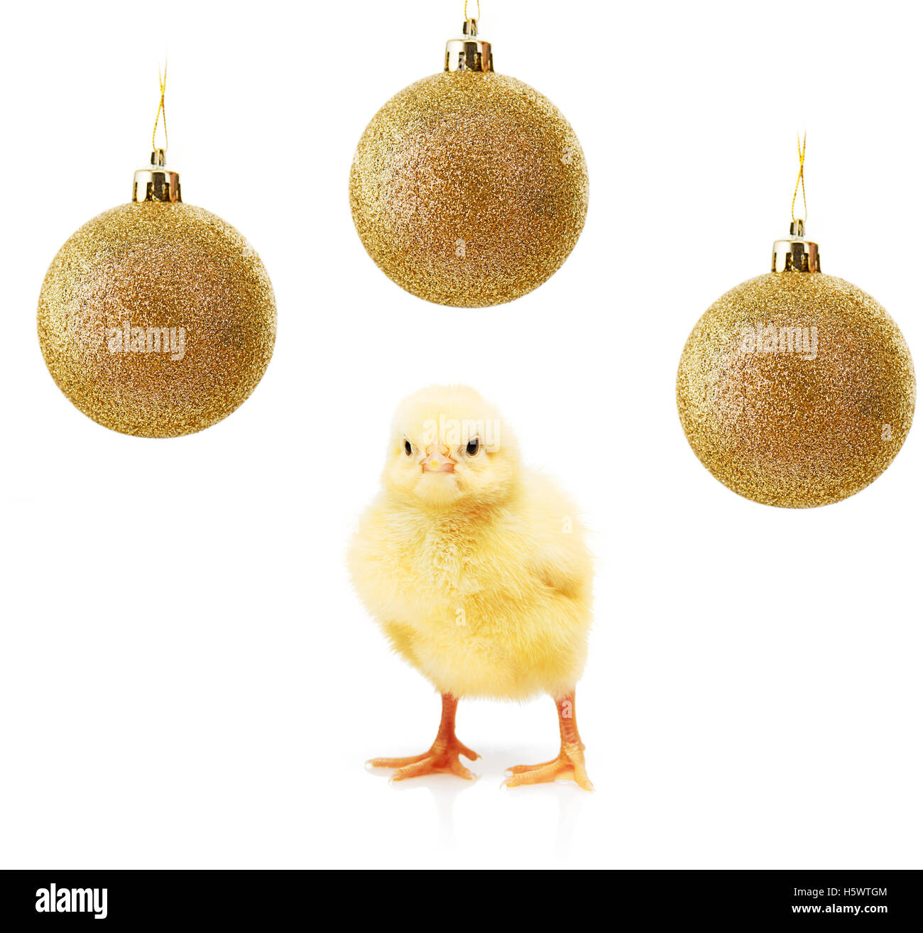 Small yellow chicken and three sparkly christmas balls covered with ...