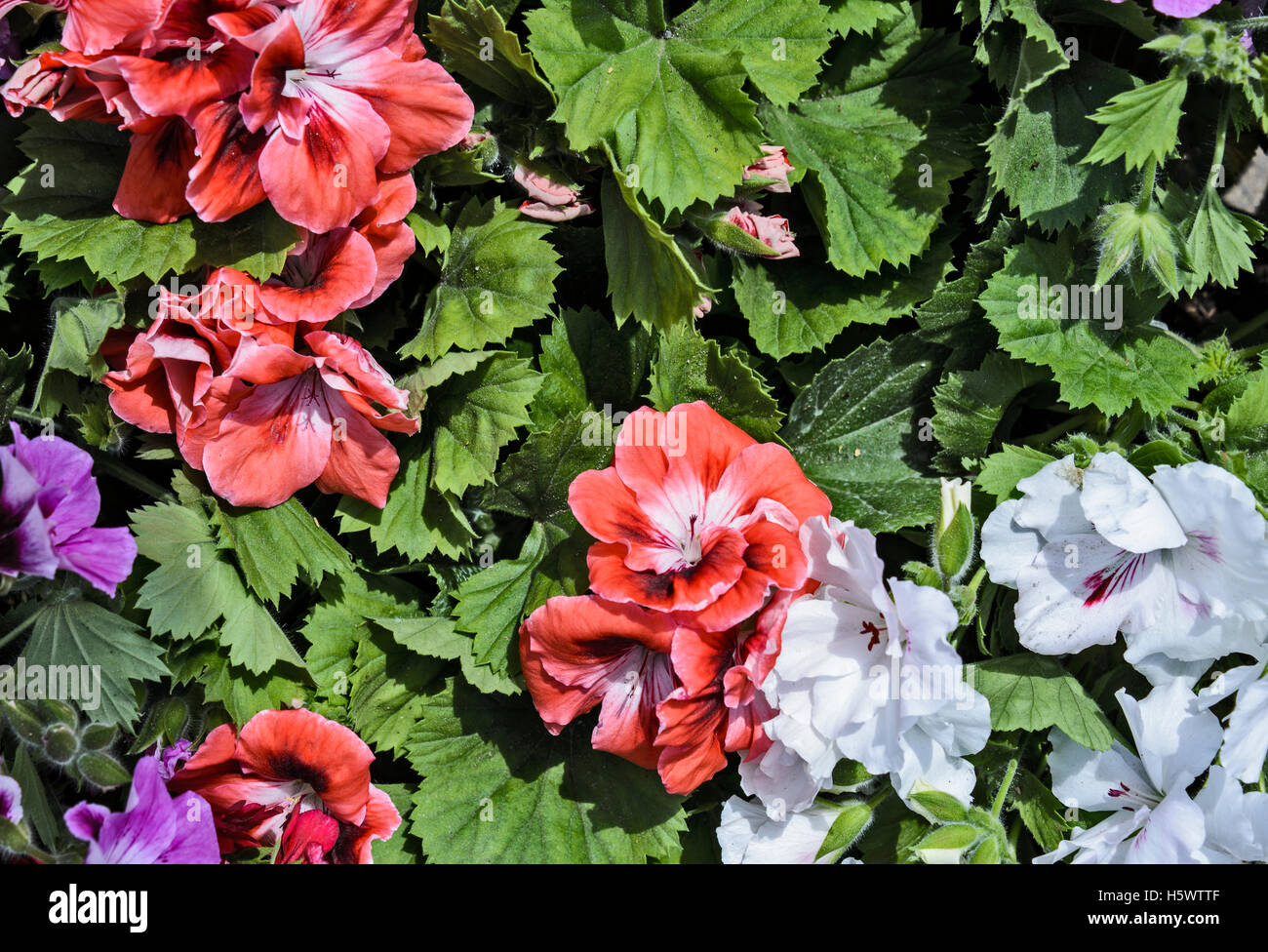 Bush colorful flowers of hibiscus in the garden Stock Photo - Alamy