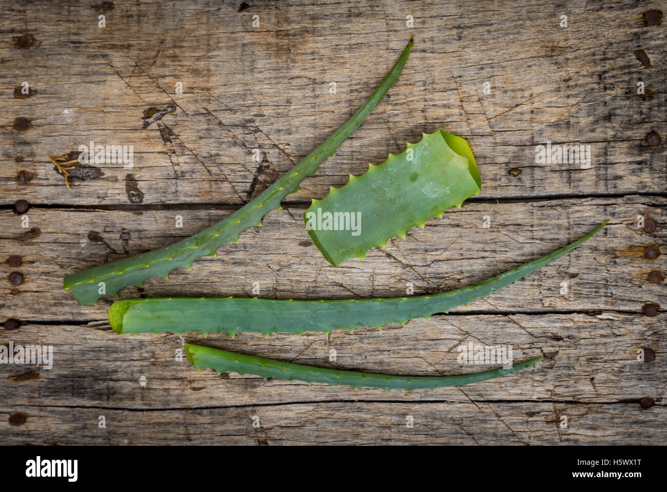 Natural leaves of Aloe Vera plant Stock Photo - Alamy