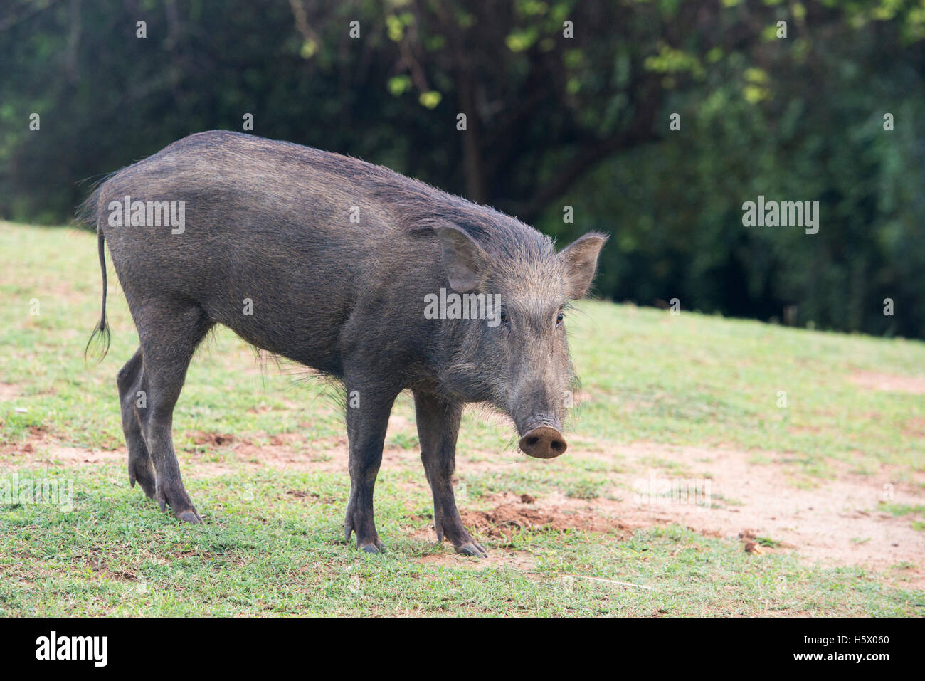Sri Lankan Wild Boar High Resolution Stock Photography and Images - Alamy