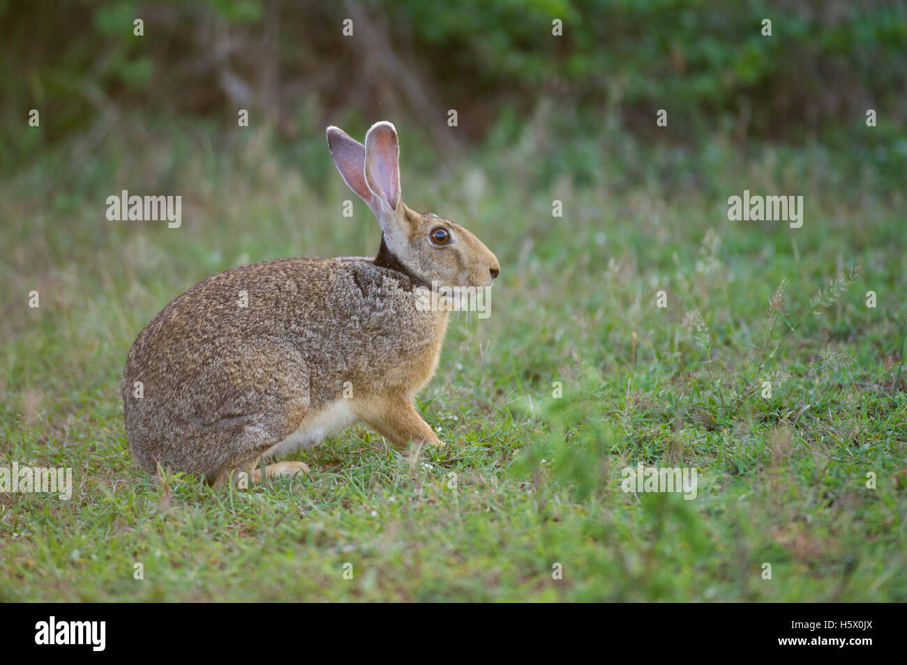 Indian hare black naped hare lepus hi-res stock photography and images ...