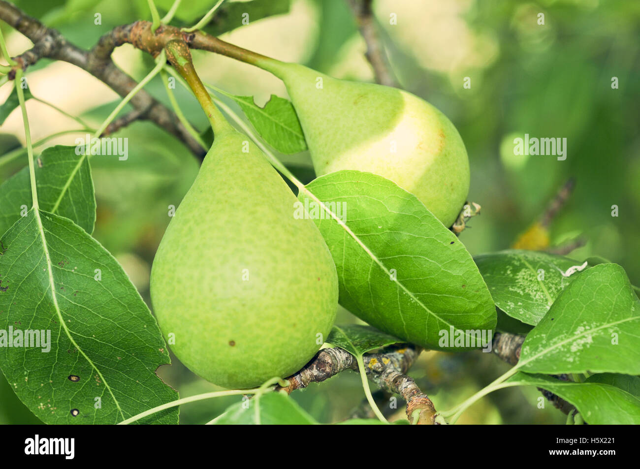 Two green pears growing hi-res stock photography and images - Alamy
