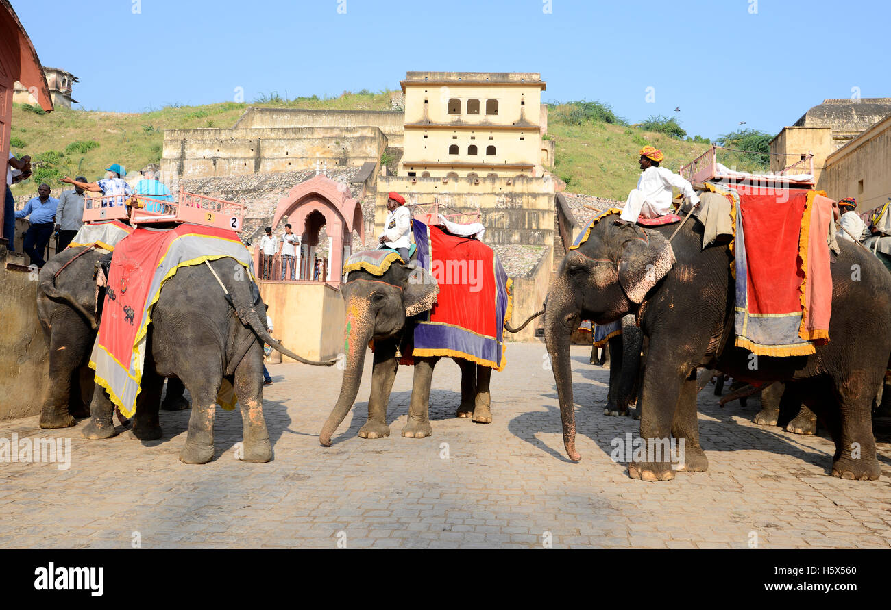 Decorated Elephant with their rider carrying passenger at Amer fort in ...