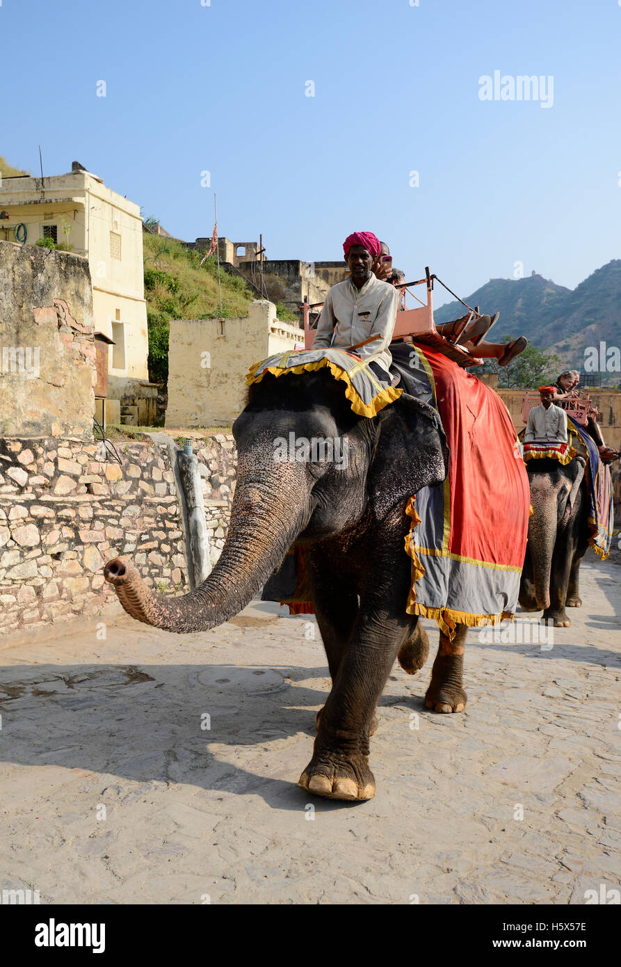 Decorated Elephant with their rider carrying passenger at Amer fort in ...