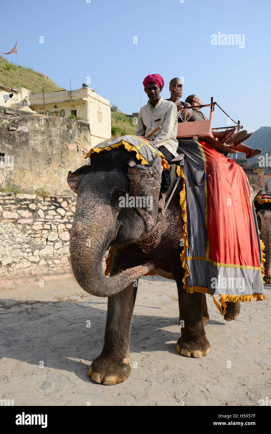 Decorated Elephant with their rider carrying passenger at Amer fort in ...