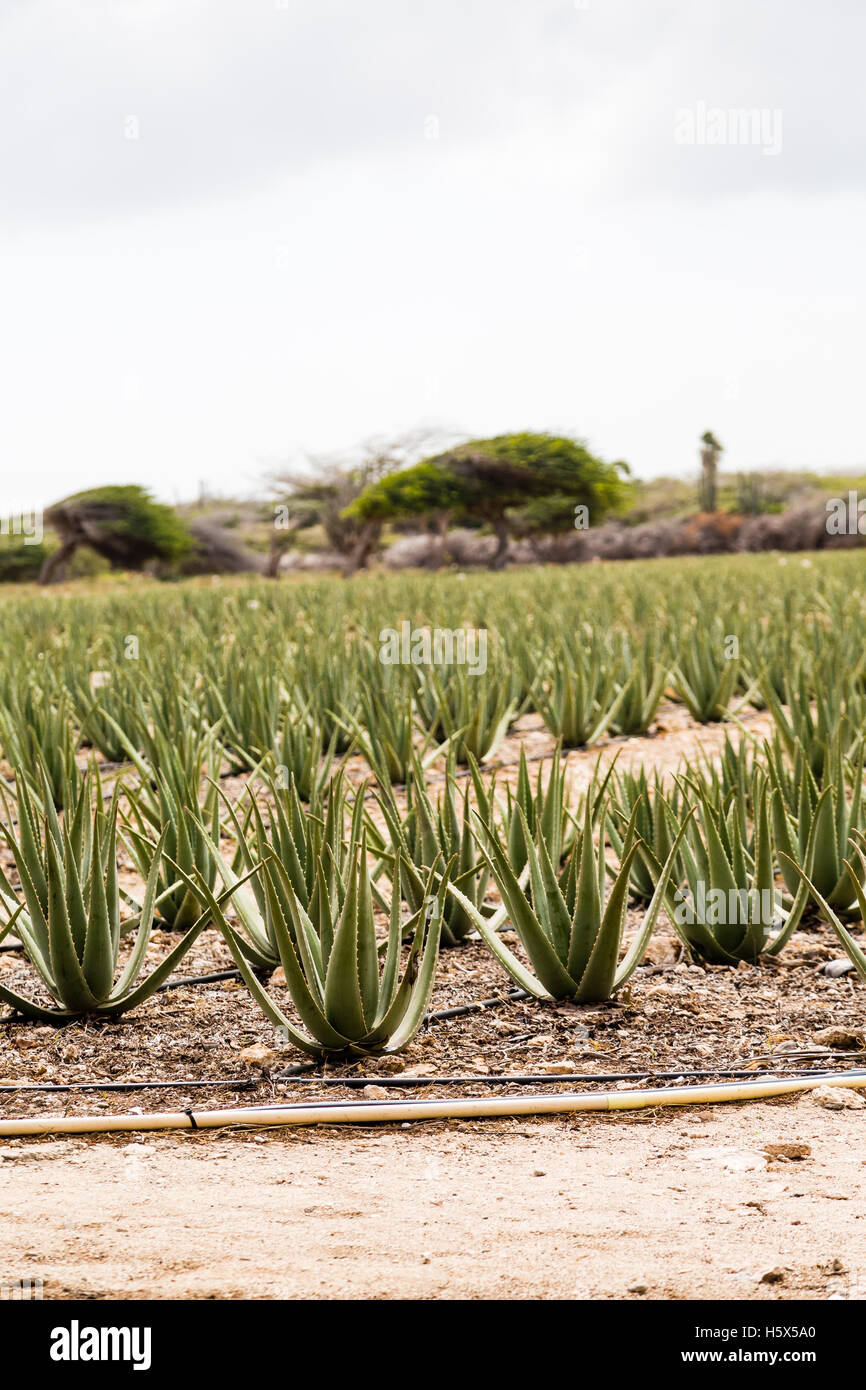 Rows of Aloe Vera plants in an Aruba plantation Stock Photo - Alamy