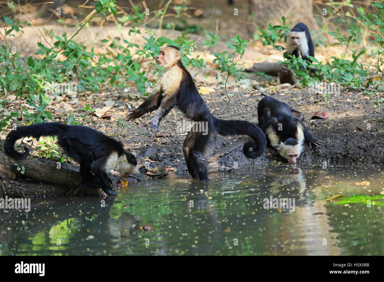 White-faced capuchin monkeys (Cebus capucinus) drinking from pool. Palo Verde National Park ...
