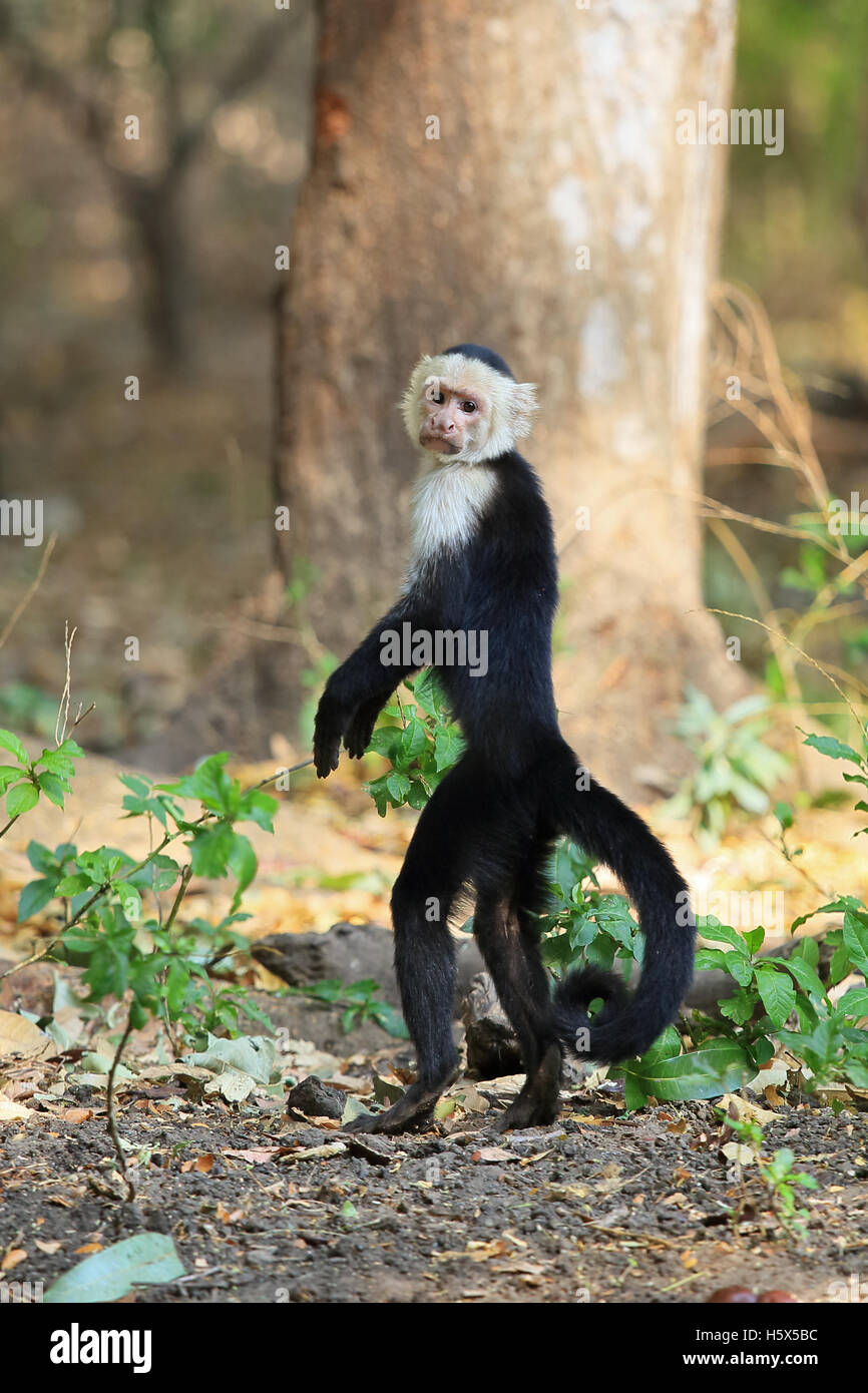 White-faced capuchin monkey (Cebus capucinus) standing on hind legs ...