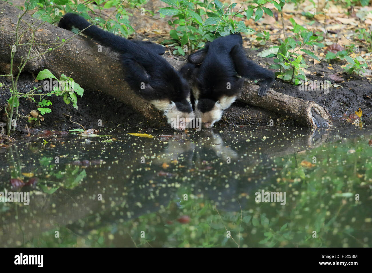 White-faced capuchin monkeys (Cebus capucinus) drinking from pool. Palo ...