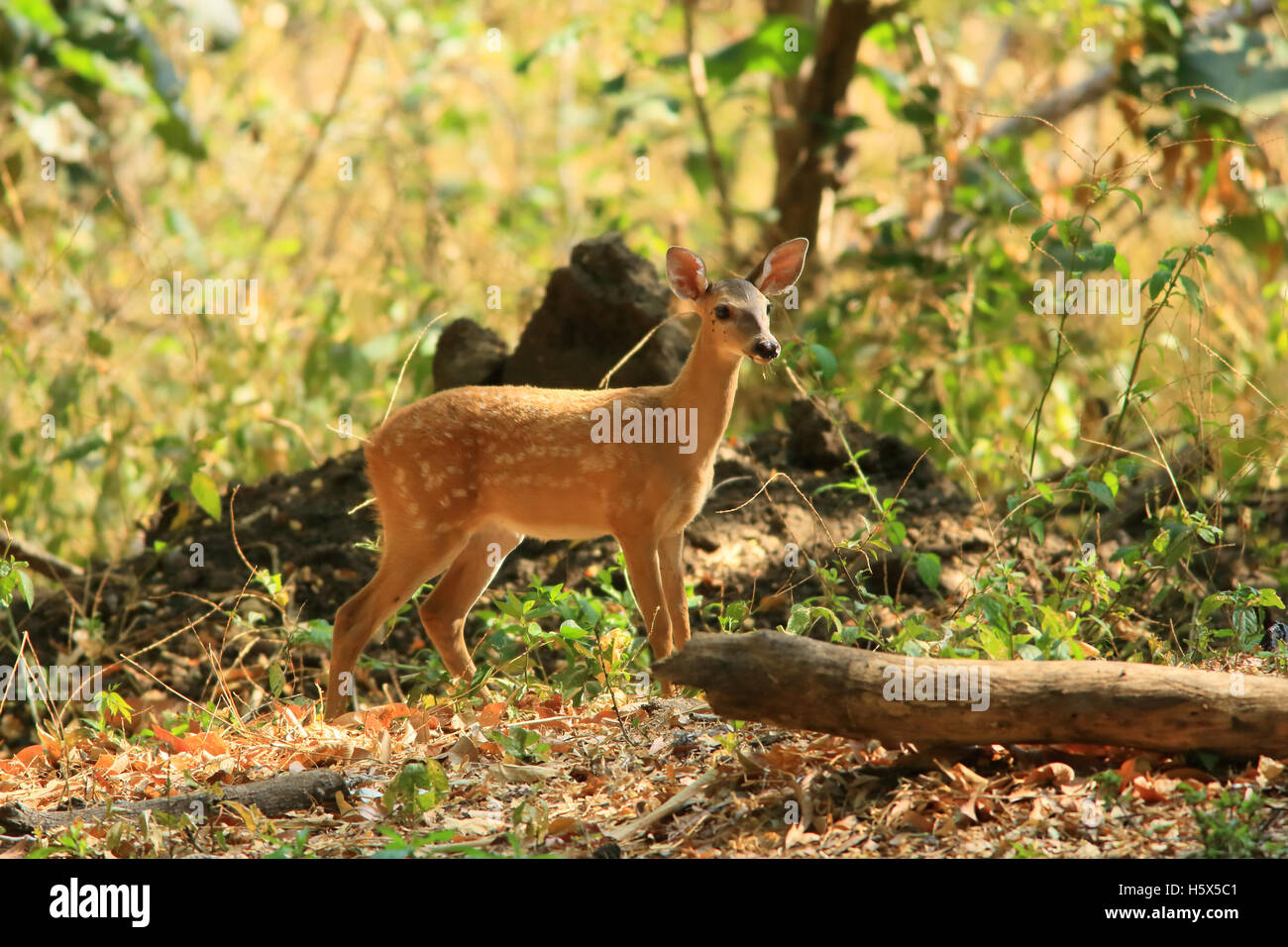 White-tailed deer fawn (Odocoileus virginianus). Tropical dry forest ...