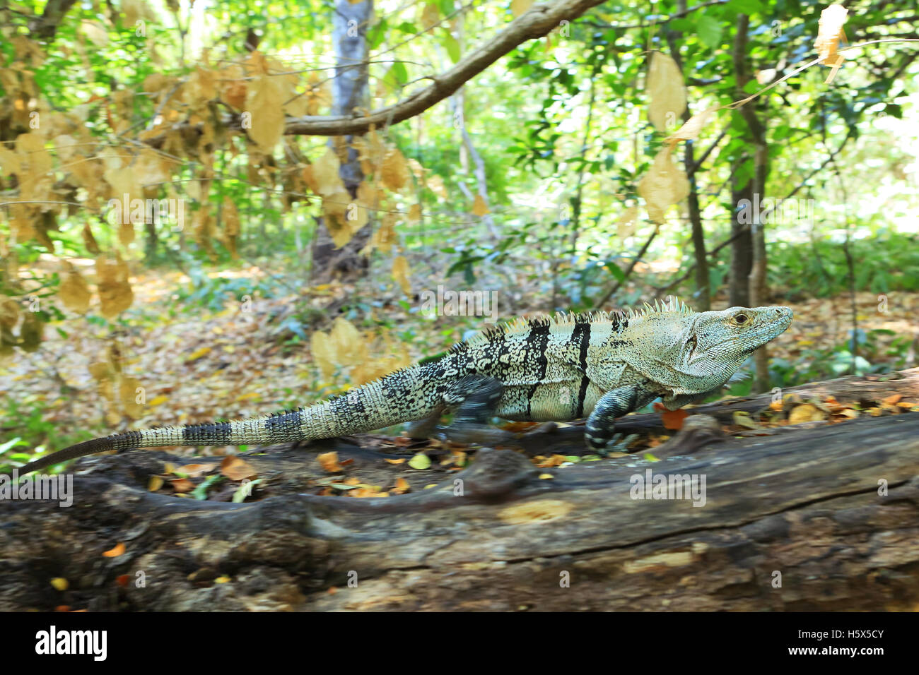Male Black spiny-tailed iguana (Ctenosaura similis) running. Palo Verde ...