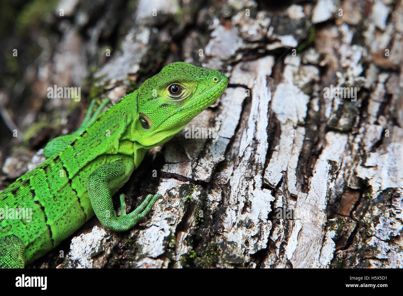 Juvenile black spiny-tailed iguana (Ctenosaura similis). Santa Rosa ...