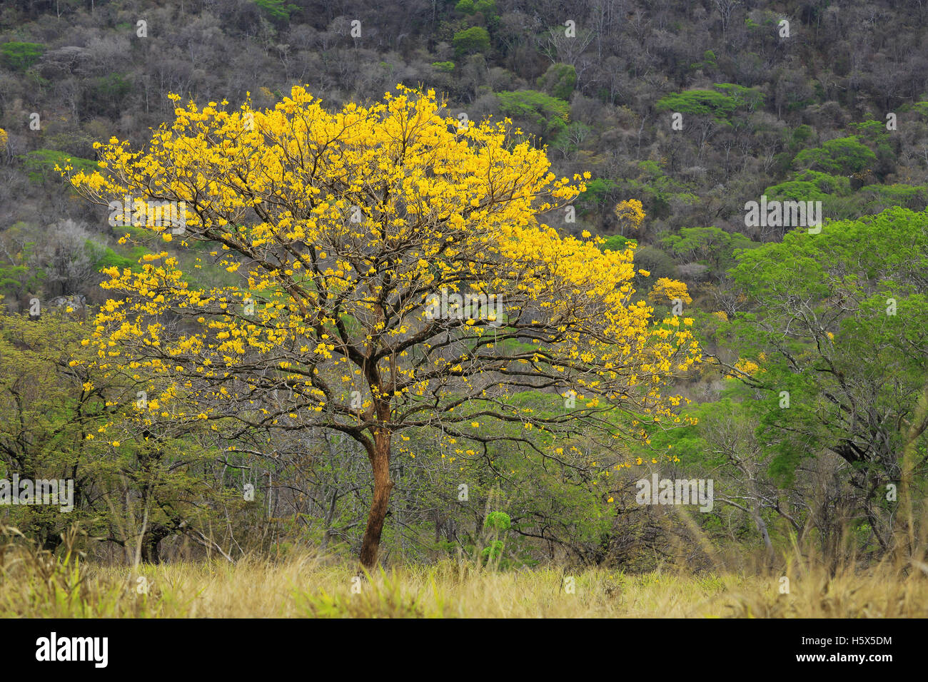 Yellow Cortez (Tabebuia ochracea) trees in flower. Tropical dry forest ...
