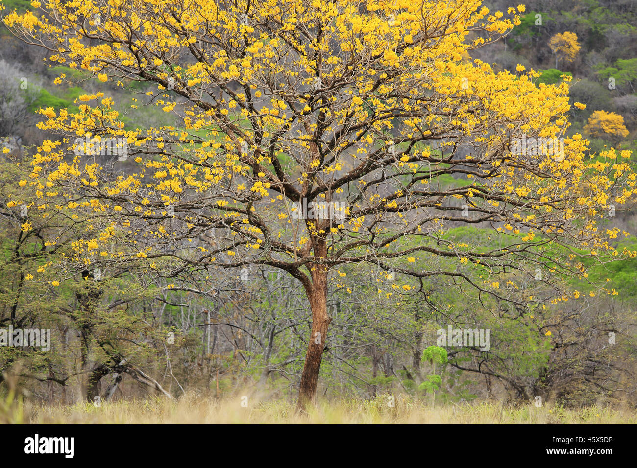 Yellow Cortez (Tabebuia ochracea) trees in flower. Tropical dry forest ...