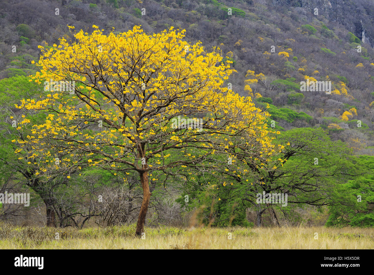 Yellow Cortez (Tabebuia ochracea) trees in flower. Tropical dry forest ...
