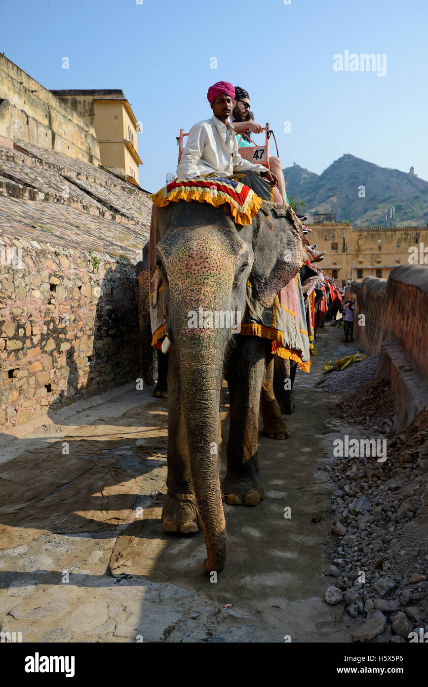Decorated Elephant with their rider carrying passenger at Amer fort in ...